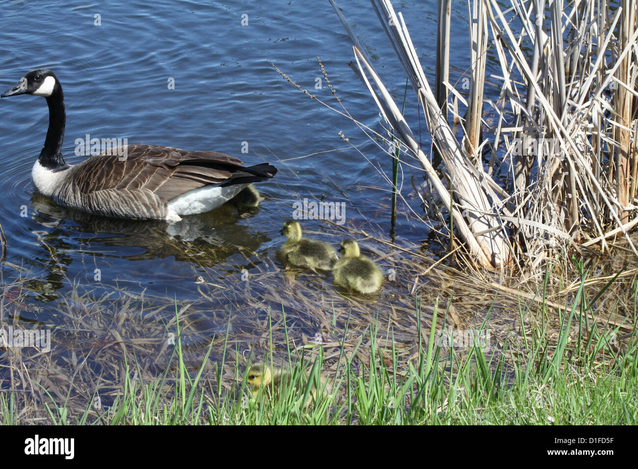 Canada goose, with fuzzy, yellow, gosling's just entering the water ...