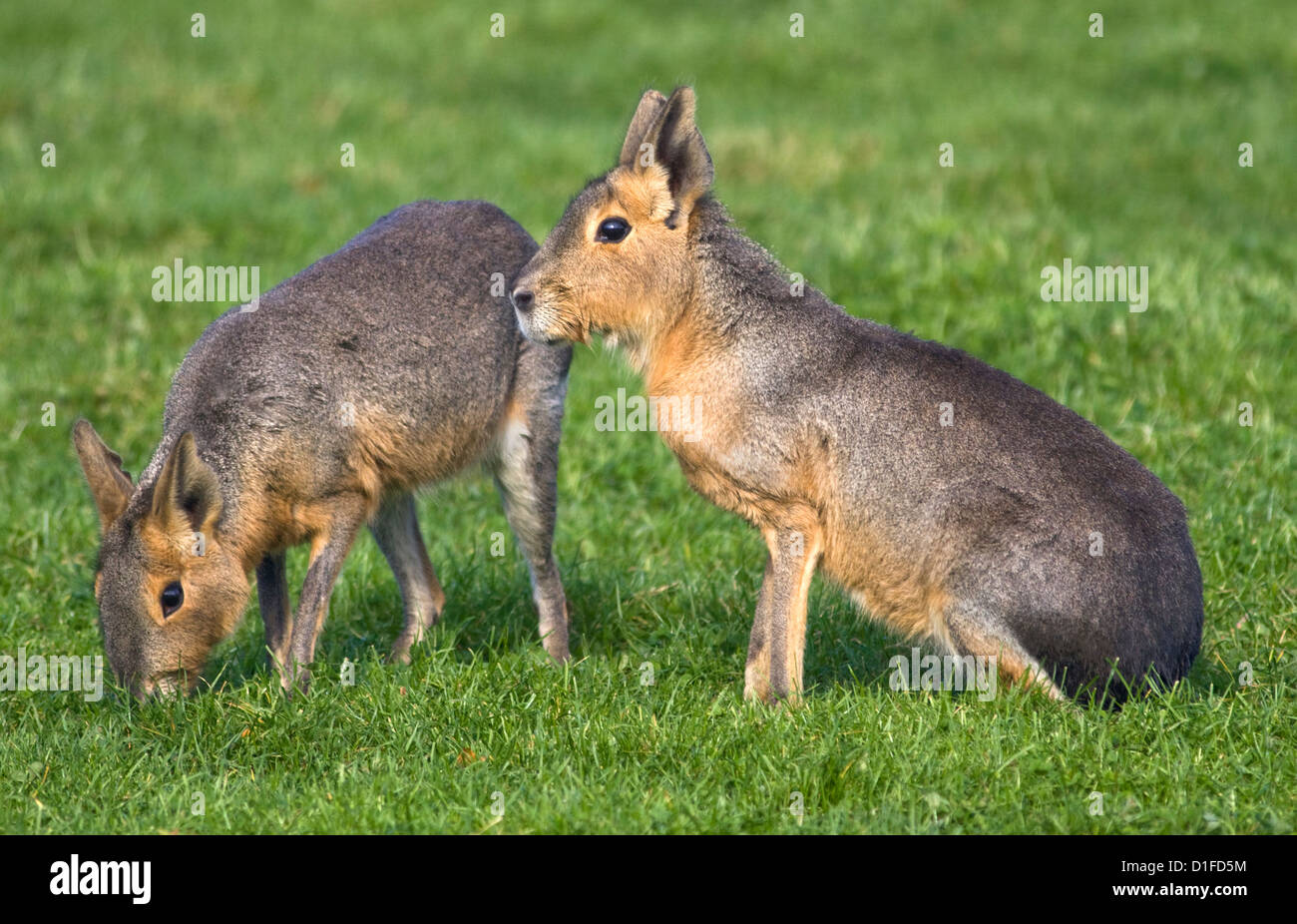 Mara (dolichotis patagonum Stock Photo - Alamy