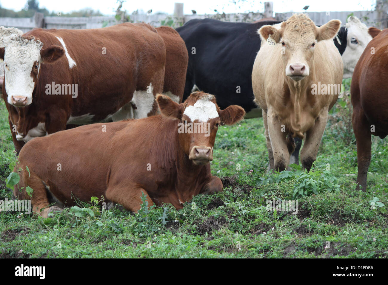 Small group of mixed cows in an area of green grass in a holding pen ...