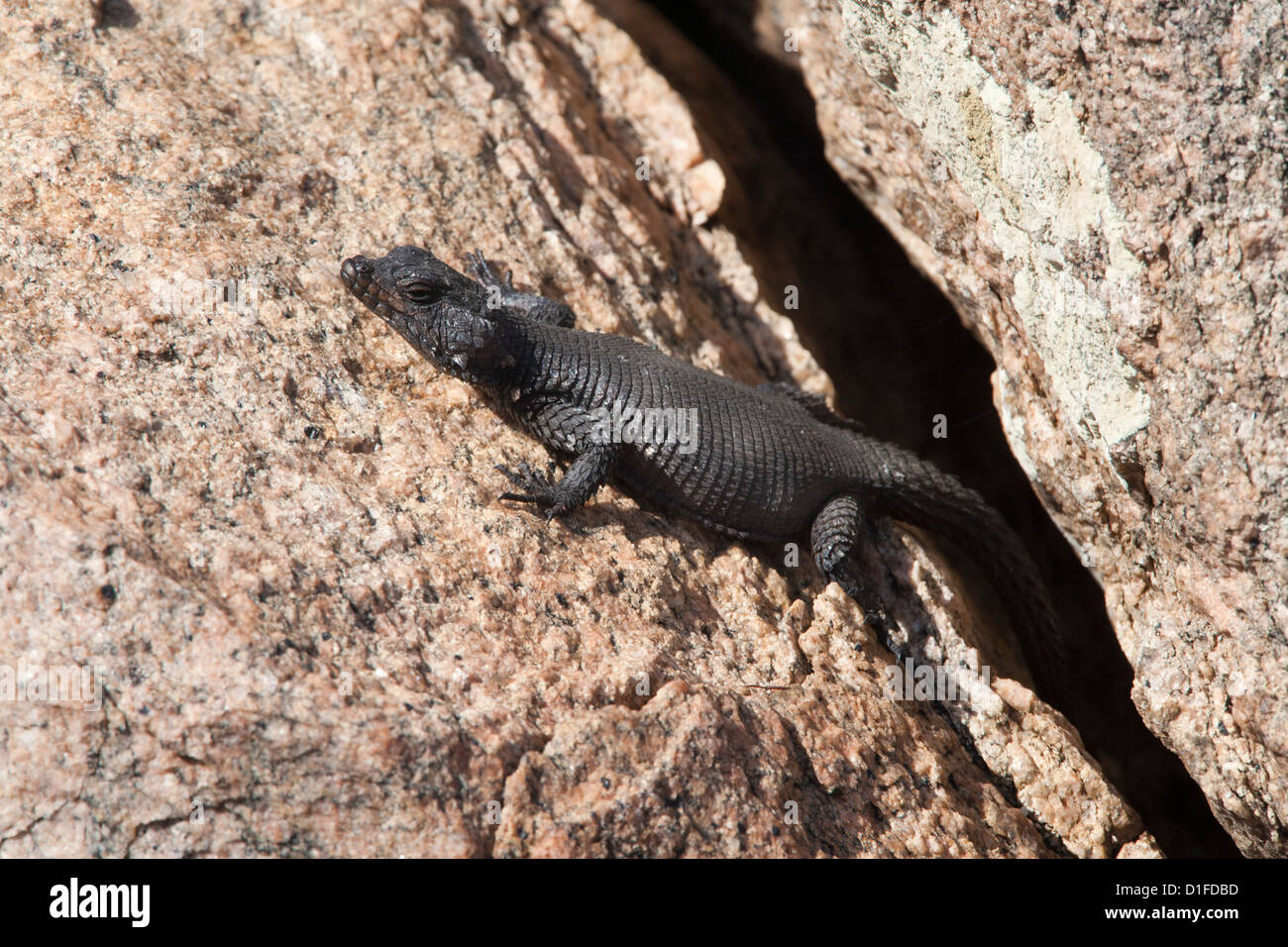 Karoo girdled lizard (Cordylus polyzonus), Namaqua coast, Northern Cape ...