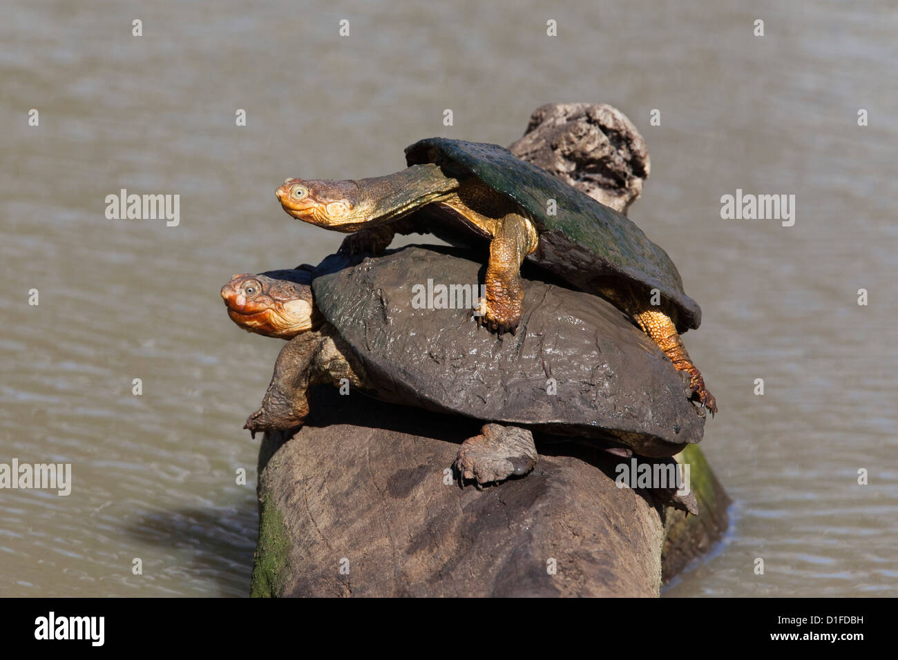 Helmeted marsh terrapin hi-res stock photography and images - Alamy