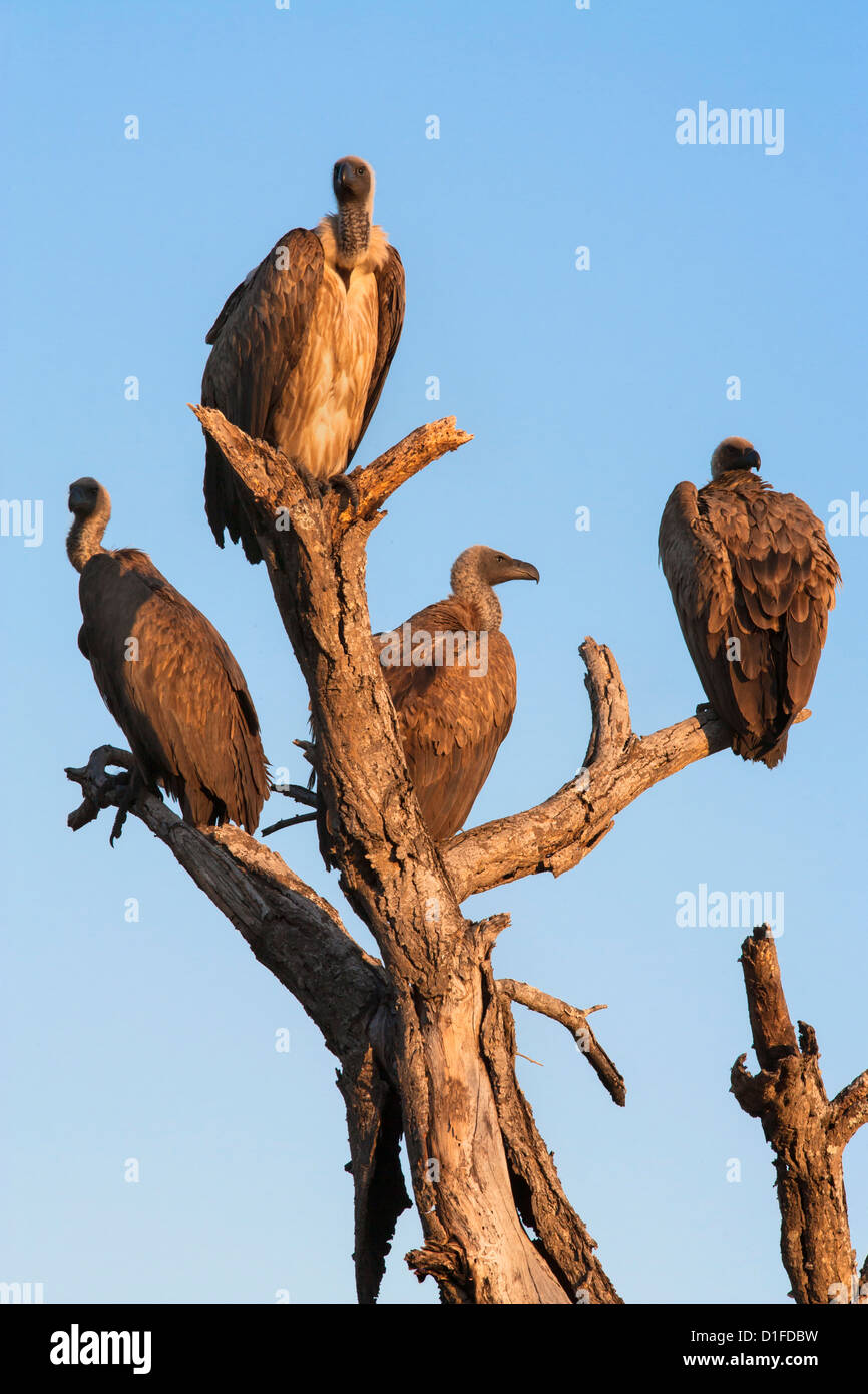 Whitebacked vultures (Gyps africanus), Kruger National Park Park, South ...