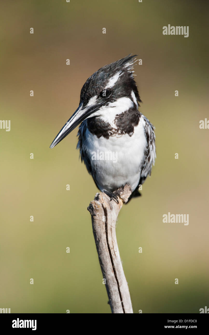 Intaka island bird sanctuary hi-res stock photography and images - Alamy