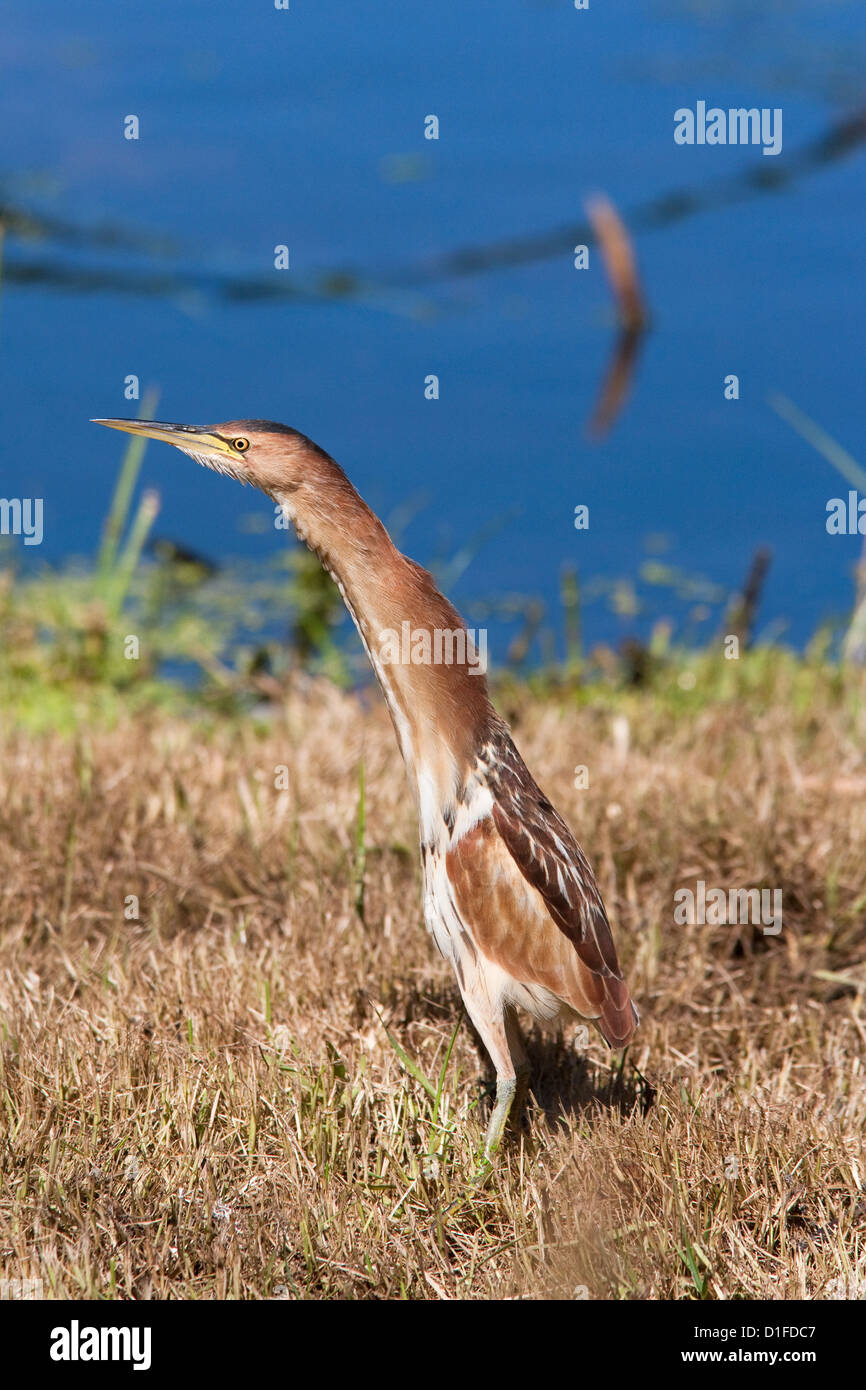 Little bittern (Ixobrychus minutus), Intaka Island wetland centre ...