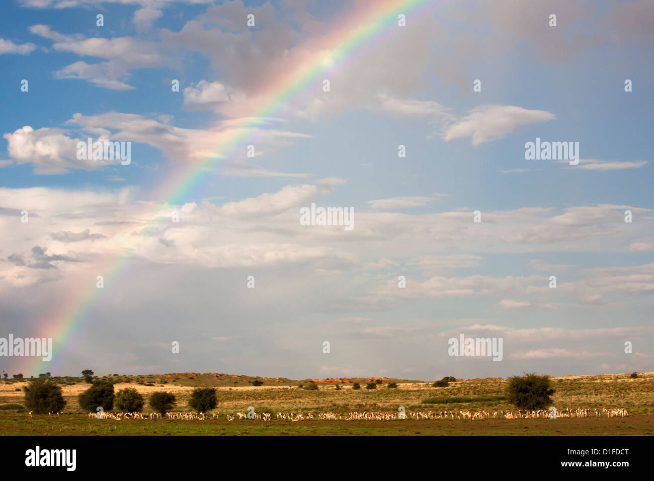 Springbok group hi-res stock photography and images - Alamy