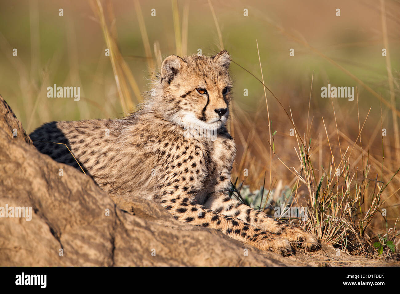 Phinda preserve hi-res stock photography and images - Alamy