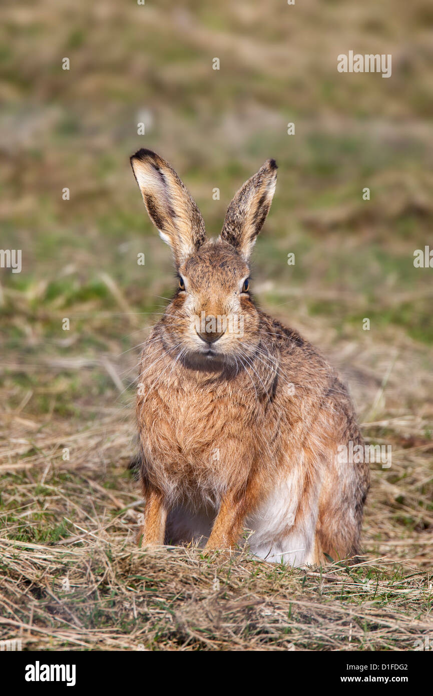 Hare Front View