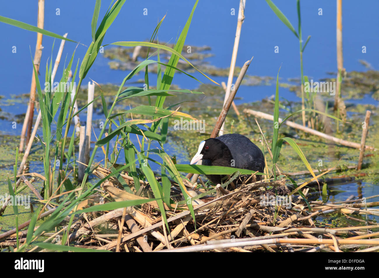 Eurasian coot nest and egg hi-res stock photography and images - Alamy
