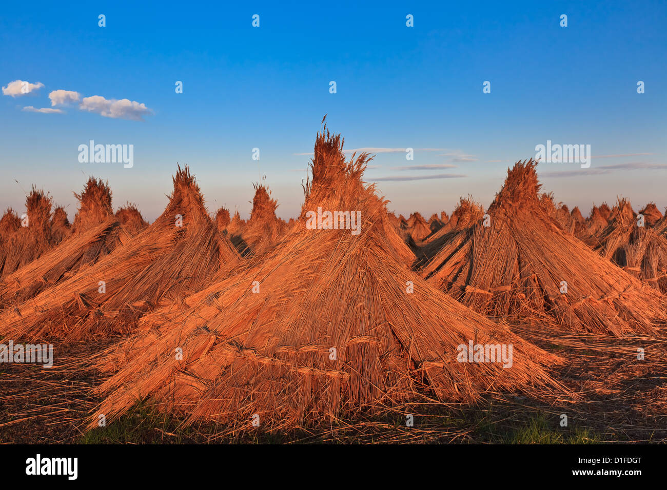 Reed sheaves hi-res stock photography and images - Alamy