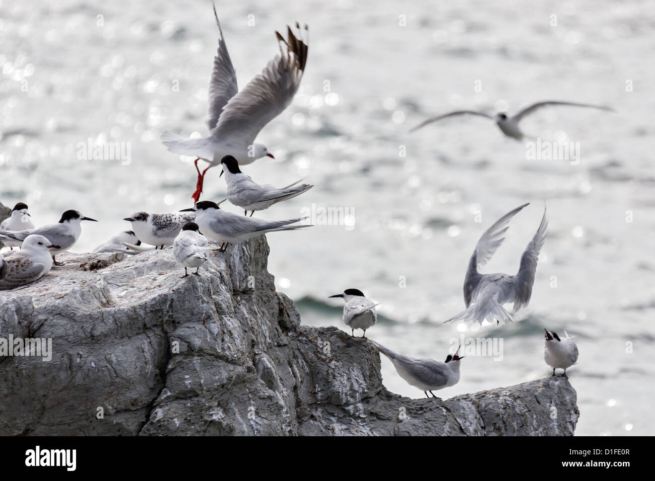 White fronted terns hi-res stock photography and images - Alamy