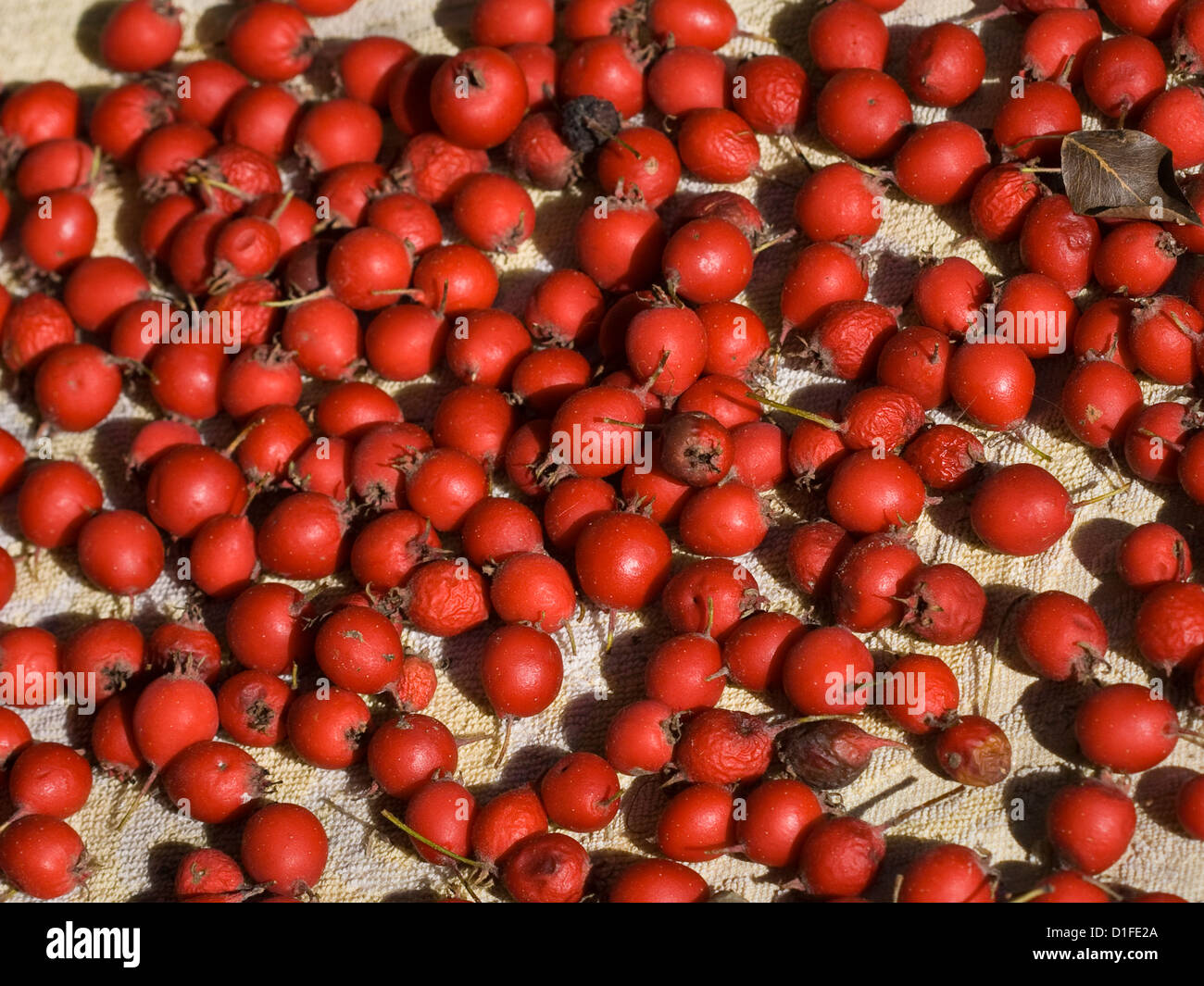 Berries of dog rose on bagging background Stock Photo - Alamy