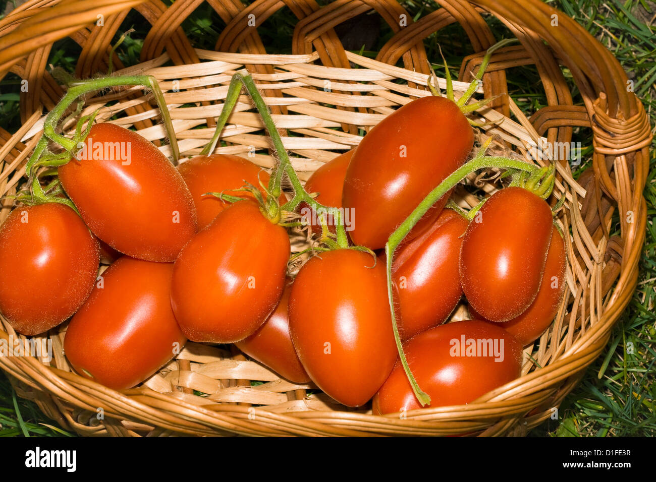 Basket of freshly picked tomatoes on green grass background Stock Photo ...