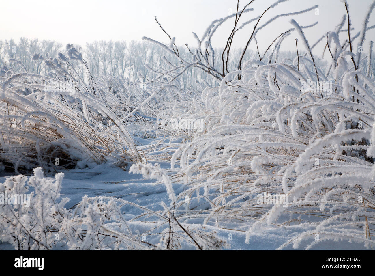 grass in the icing Stock Photo - Alamy