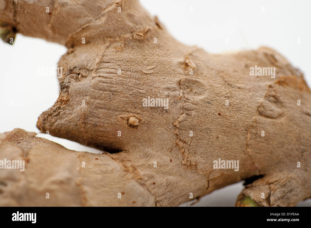 Isolated on white background ginger root macro Stock Photo - Alamy