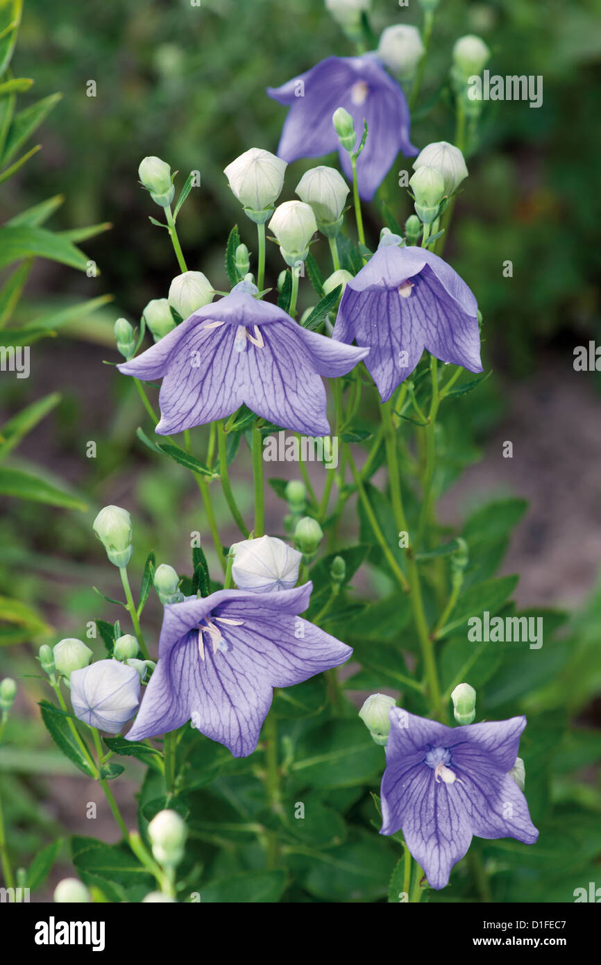 Violet bells branch against garden background Stock Photo - Alamy