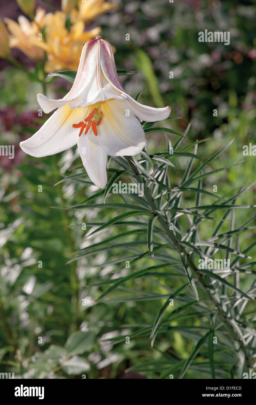 Single white lily hi-res stock photography and images - Alamy