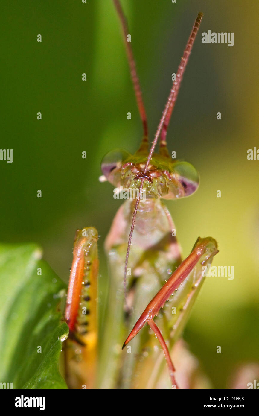 Praying mantis insect, Mantis religiosa, close-up, cleaning it's ...