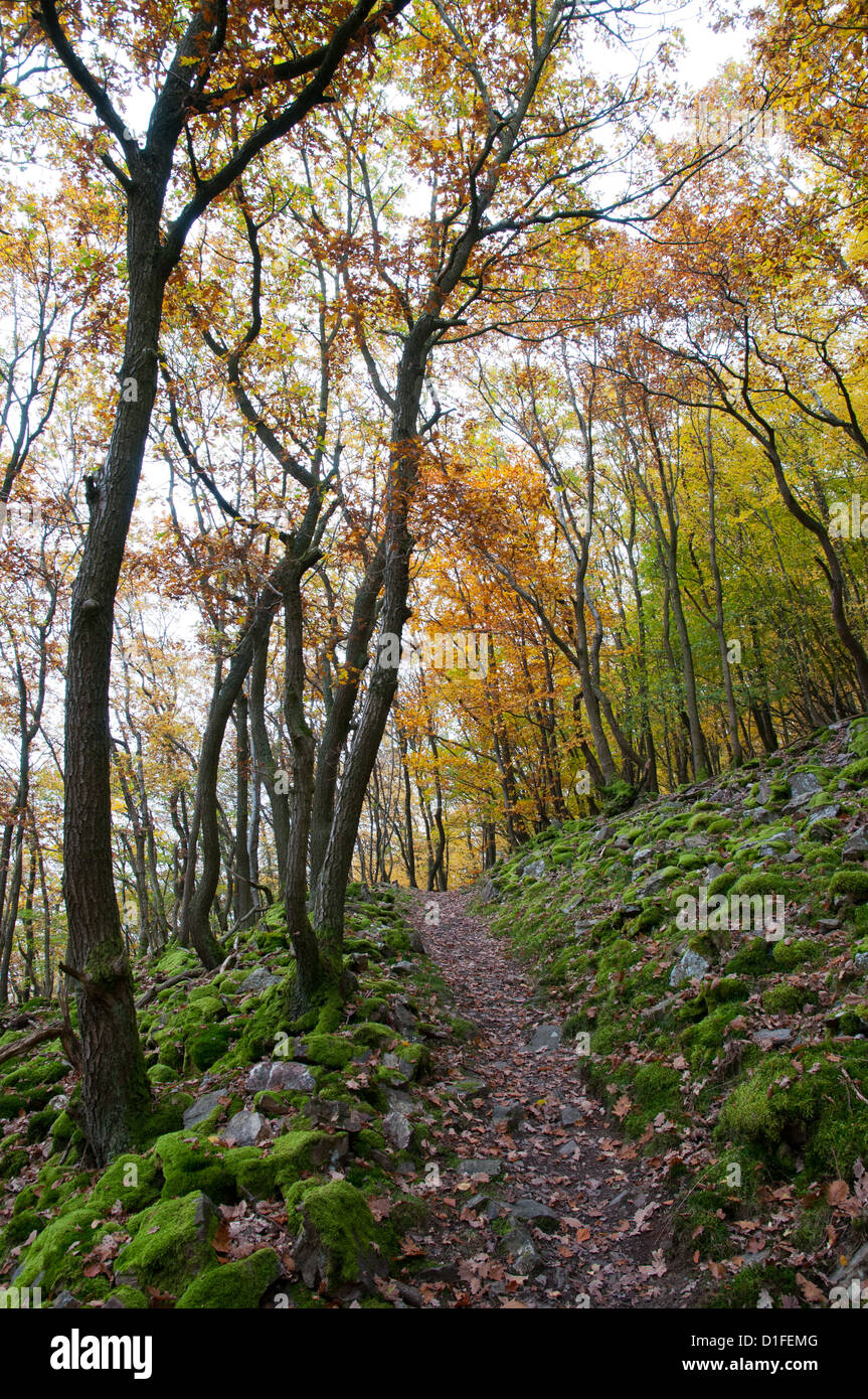 German autumn forest hi-res stock photography and images - Alamy