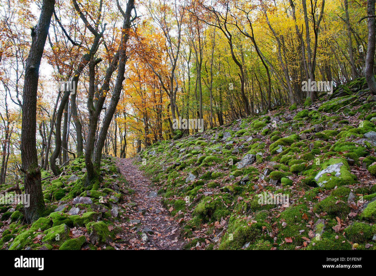 German autumn forest hi-res stock photography and images - Alamy