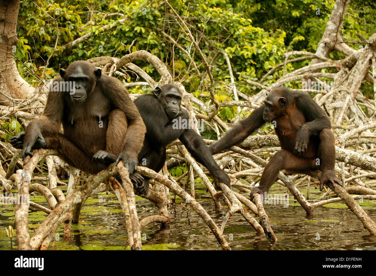 Chimpanzees, Conkouati, Congo Stock Photo - Alamy