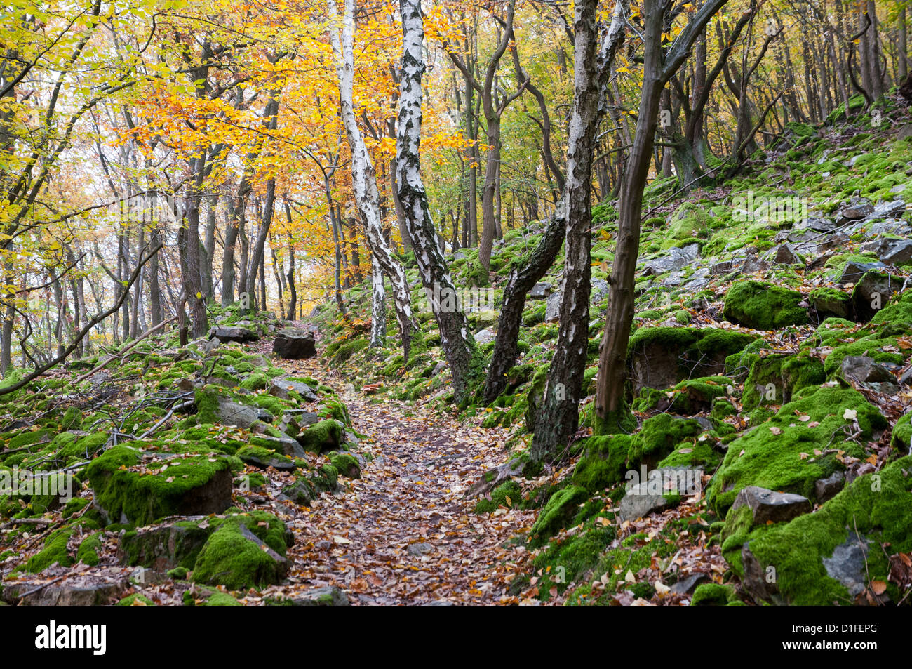 Path through forest moss hi-res stock photography and images - Alamy