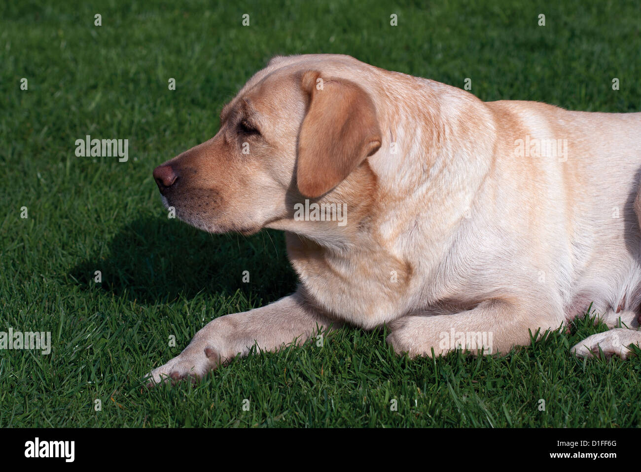 Portrait of Labrador mother on the green lawn Stock Photo - Alamy