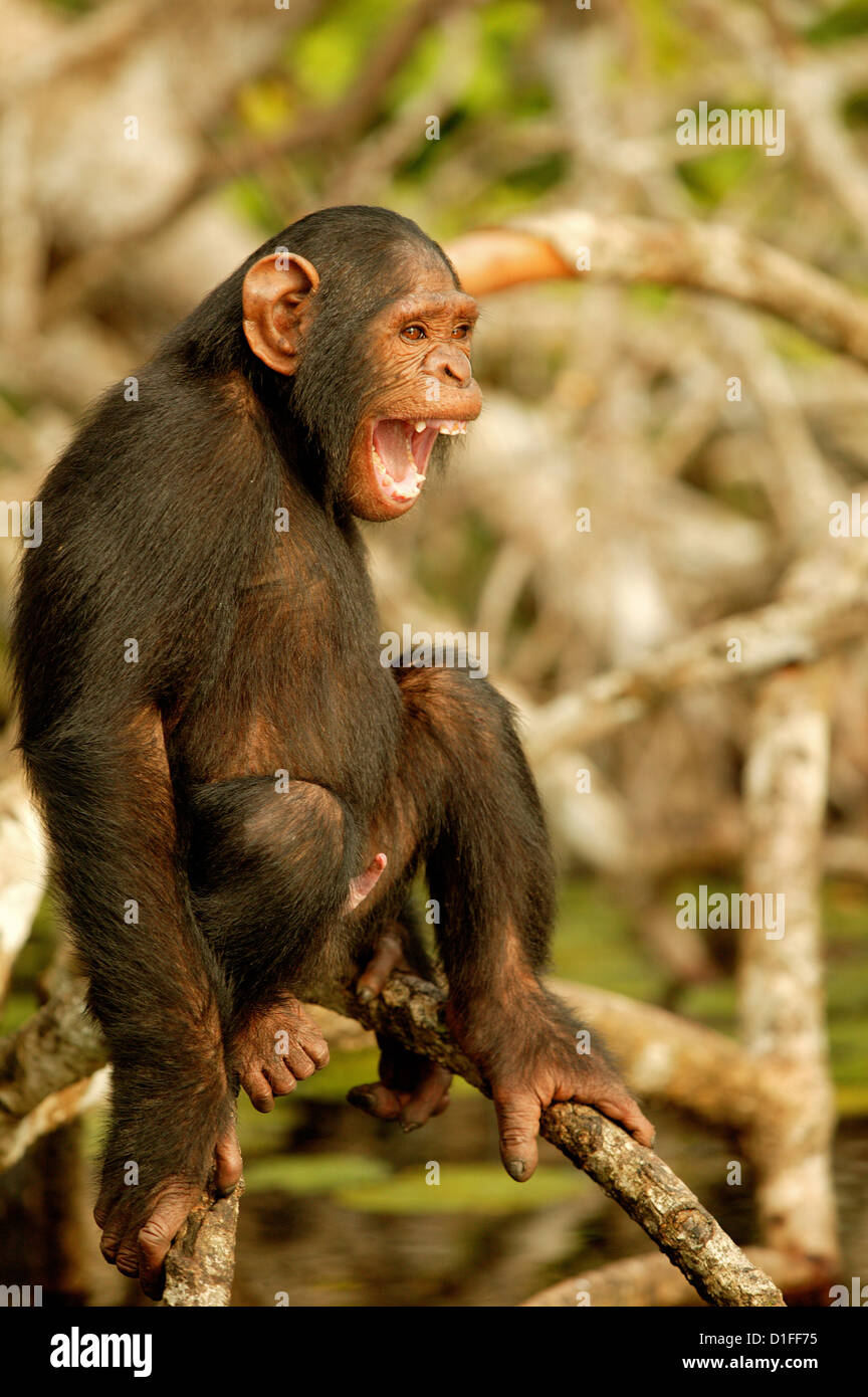 Chimpanzees, Conkouati, Congo Stock Photo - Alamy