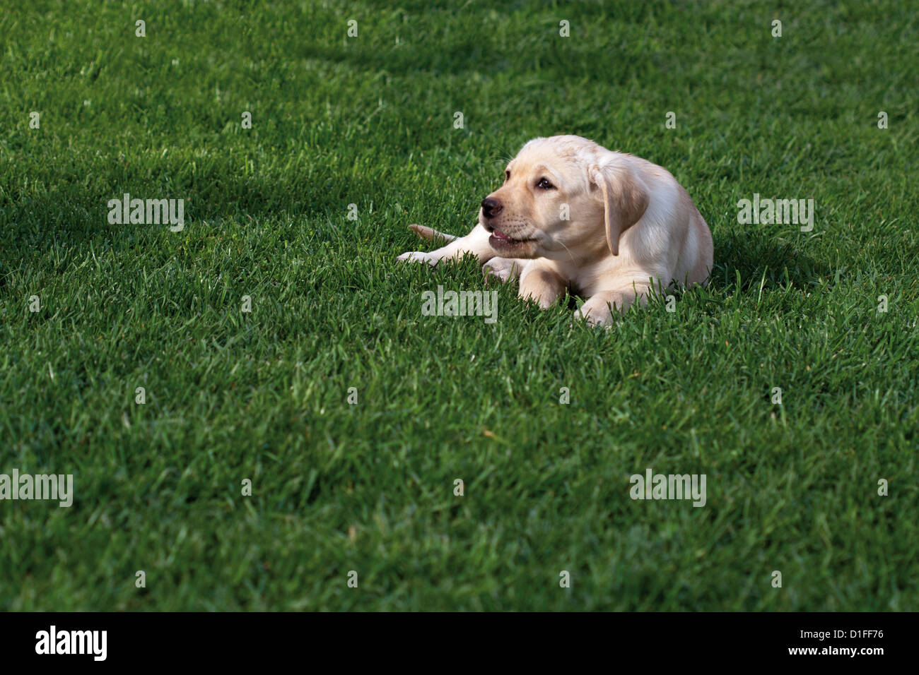 Labrador (retriever) puppy sitting on the grass lawn Stock Photo - Alamy