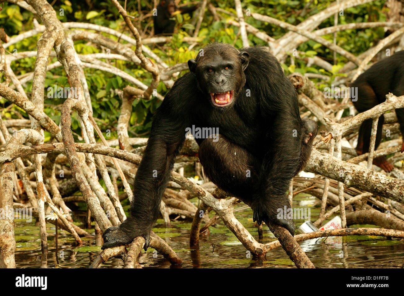 Chimpanzees, Conkouati, Congo Stock Photo - Alamy