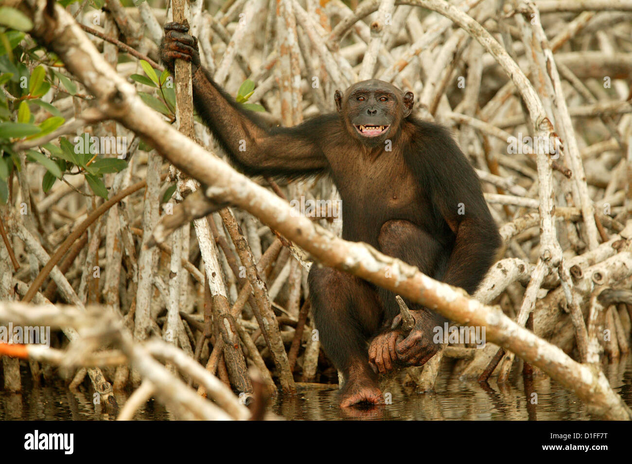 Chimpanzees, Conkouati, Congo Stock Photo - Alamy