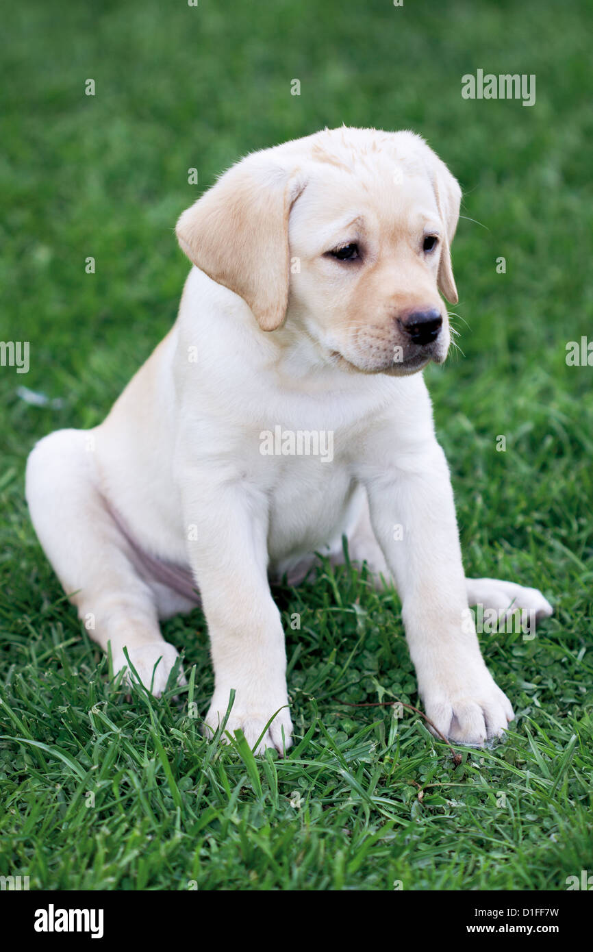 Labrador (retriever) puppy sitting on the grass lawn Stock Photo - Alamy