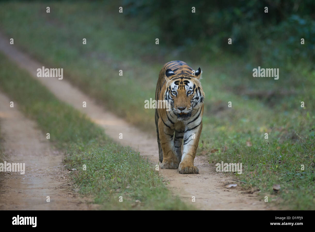 Walking with wildlife hi-res stock photography and images - Alamy