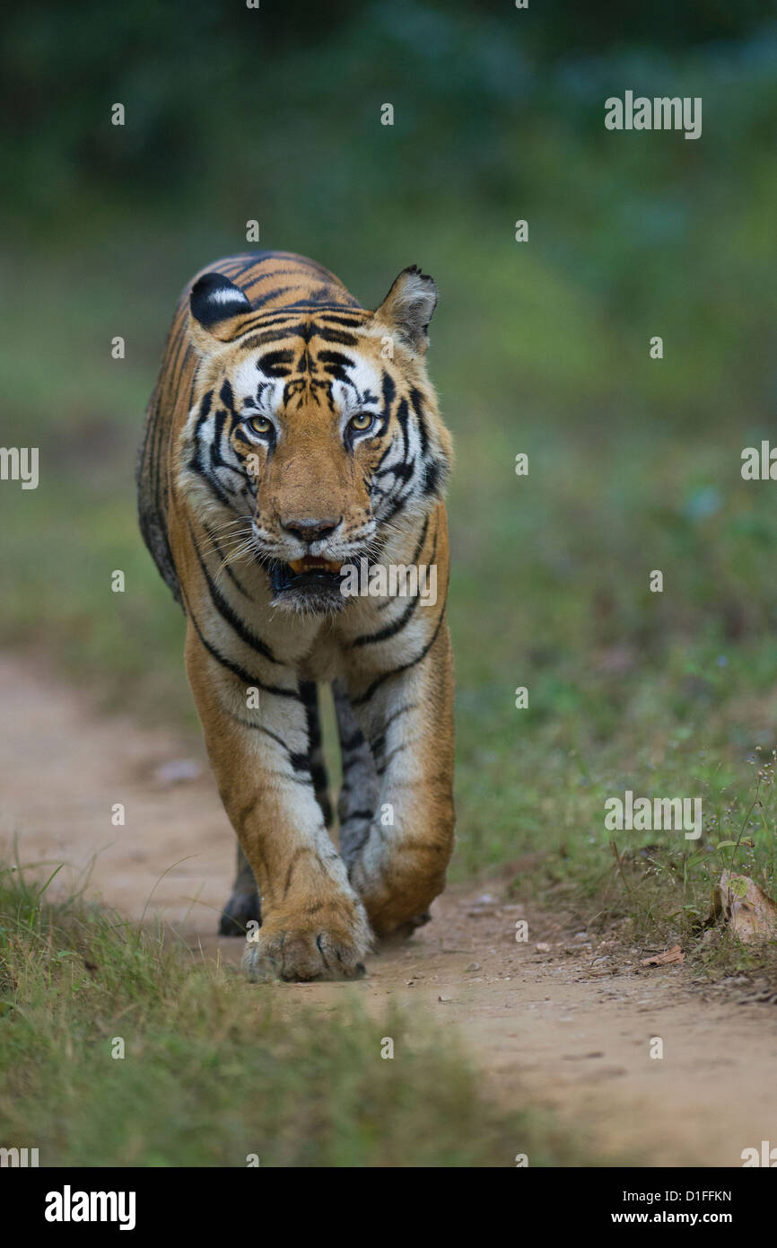 Male bengal tiger vertical hi-res stock photography and images - Alamy