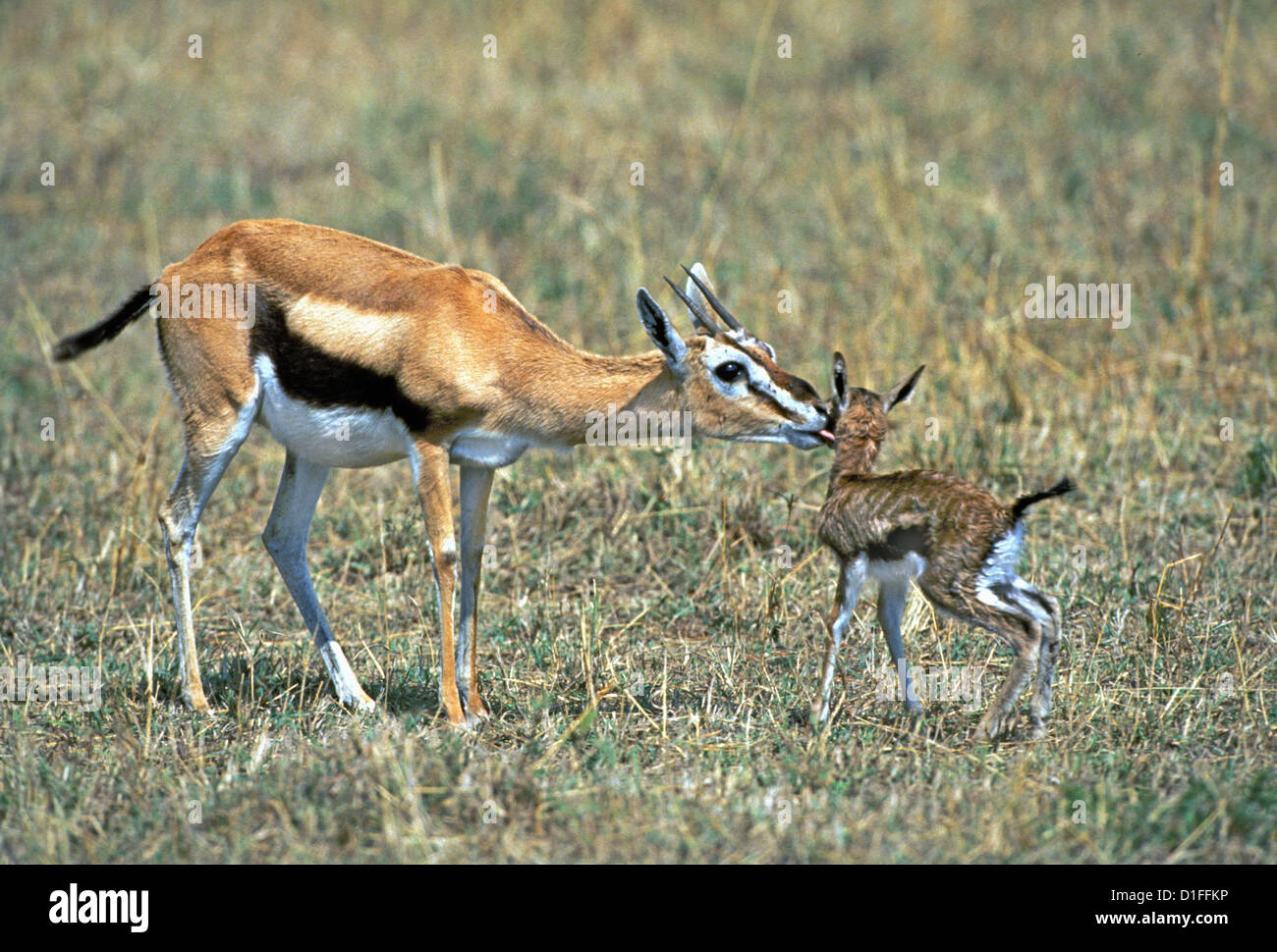 New born Thomson's gazelle (Eudorcas thomsonii), Masai Mara, Kenya ...