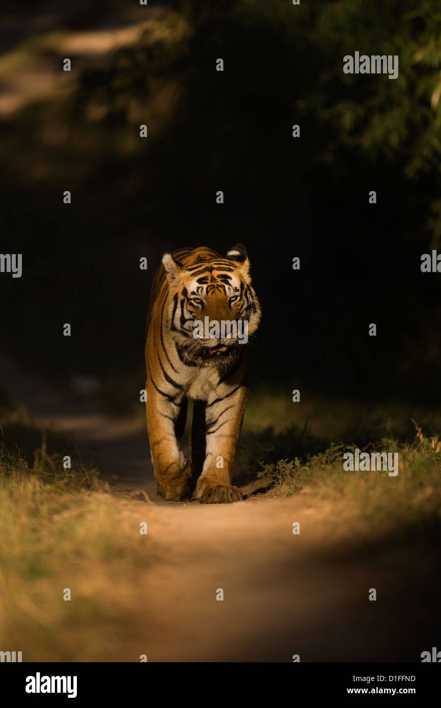 Male tiger called 'Munna', with the forehead stripe pattern resembling ...
