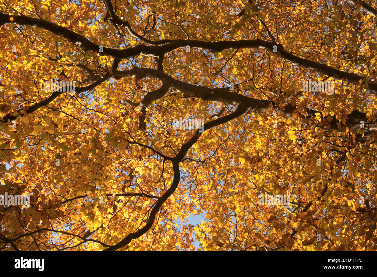 Common Beech [Fagus sylvatica] golden leaves in autumn. November. West ...