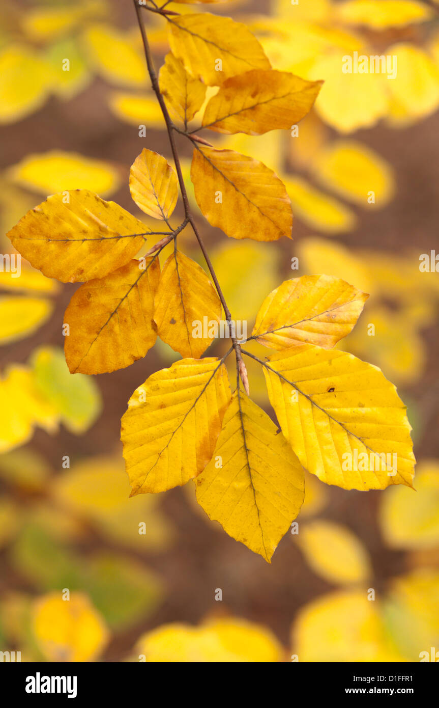 Common beech hi-res stock photography and images - Alamy