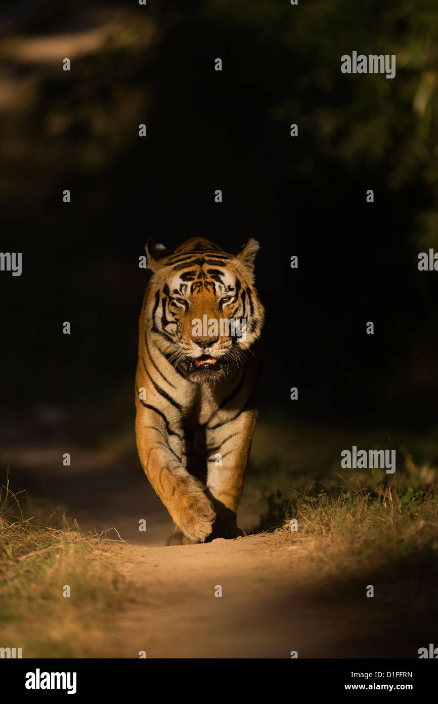 Male tiger called 'Munna', with the forehead stripe pattern resembling ...