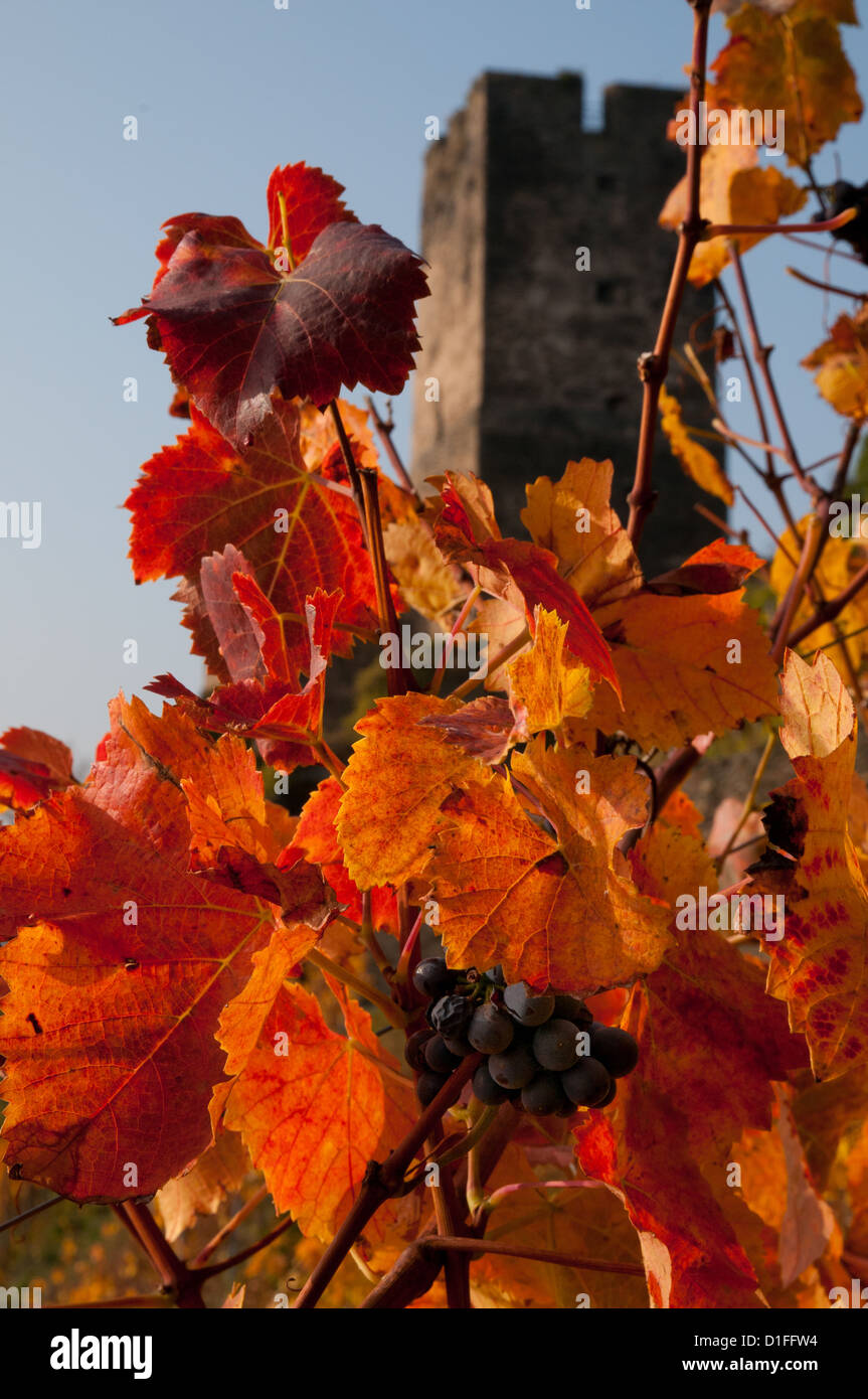 German vineyard vines slope hi-res stock photography and images - Alamy