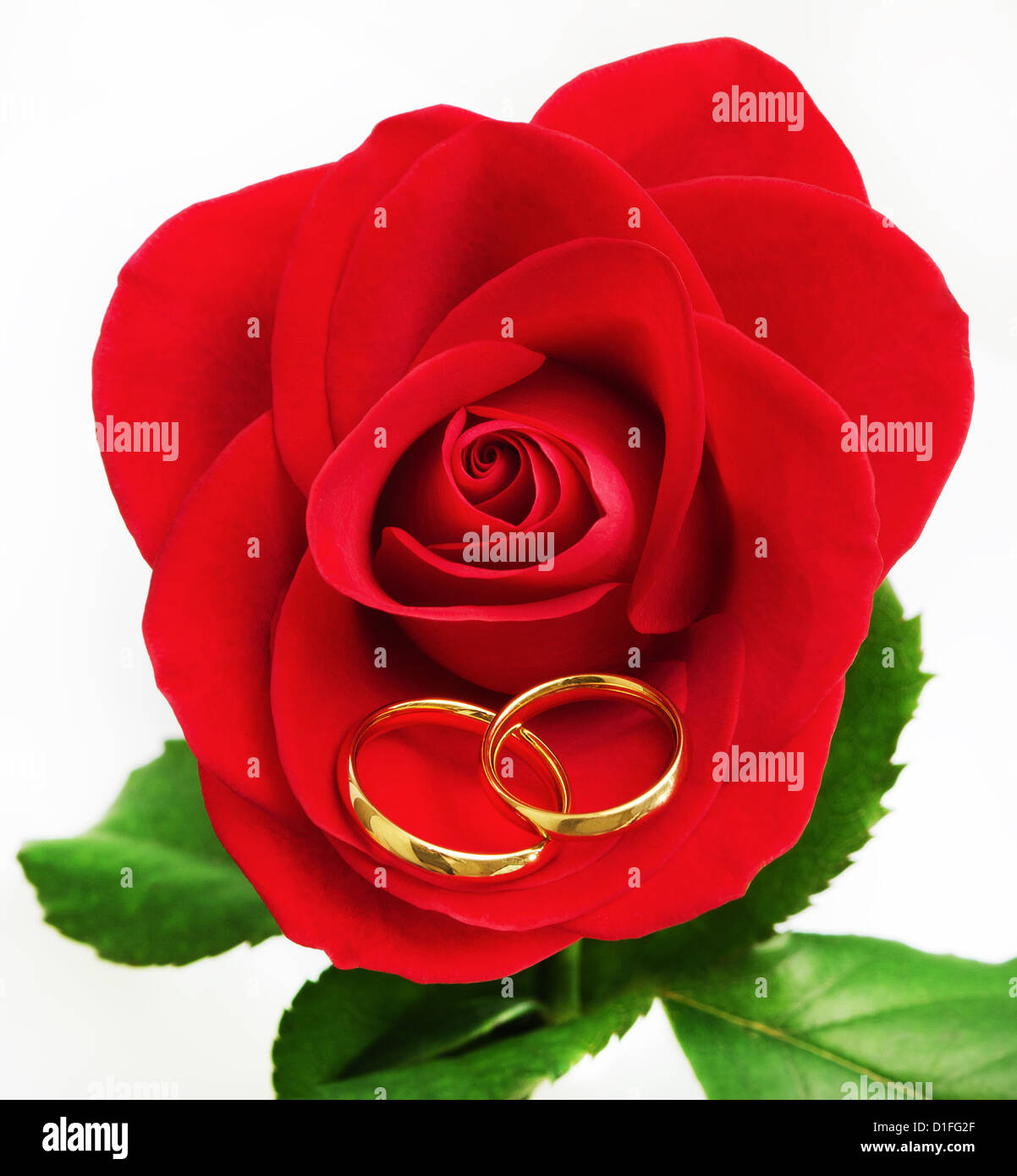 Wedding rings & Rose Stock Photo - Alamy