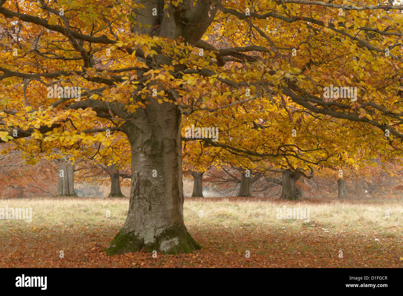Common beech fagus sylvatica hi-res stock photography and images - Alamy
