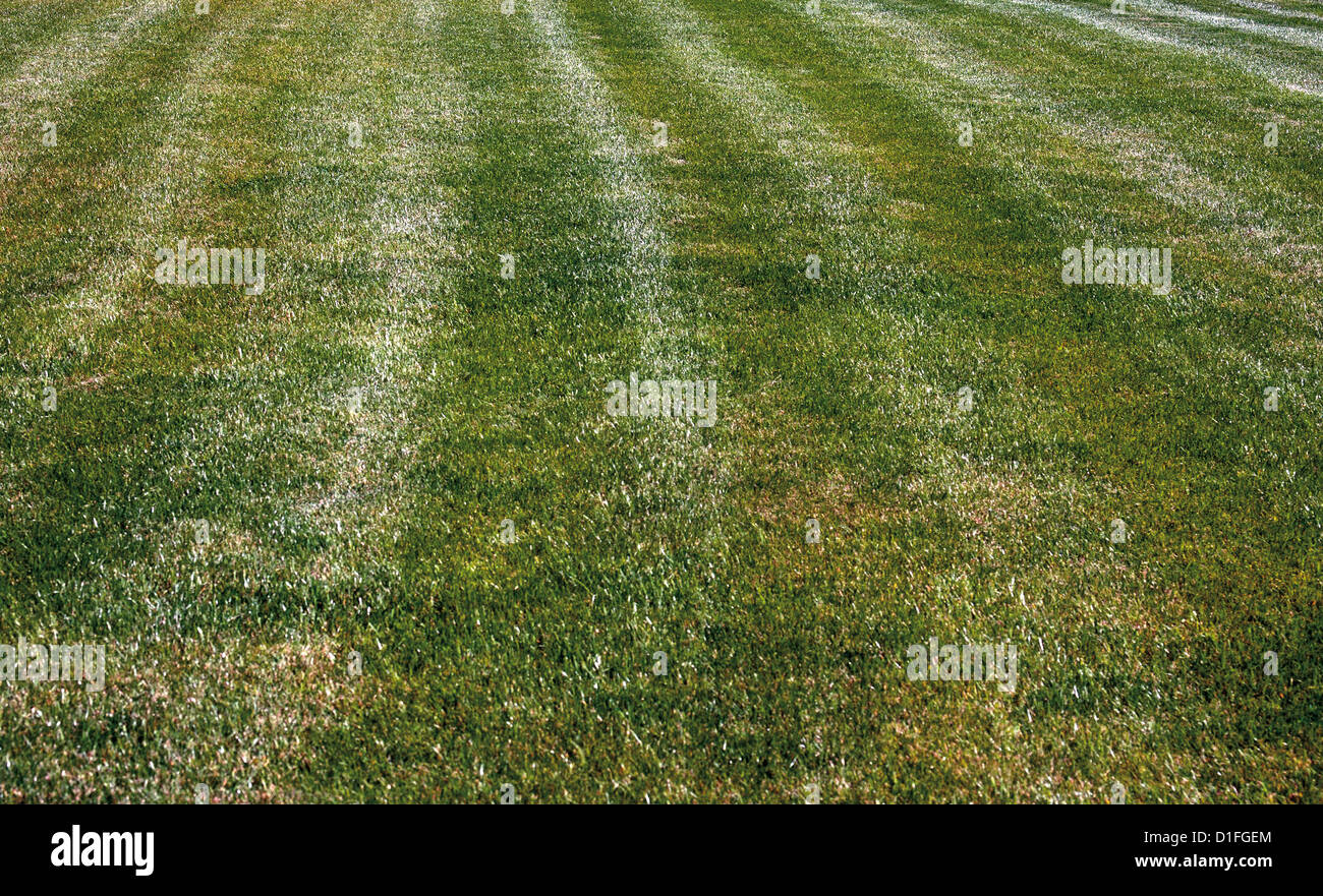 Close mowed hi-res stock photography and images - Alamy