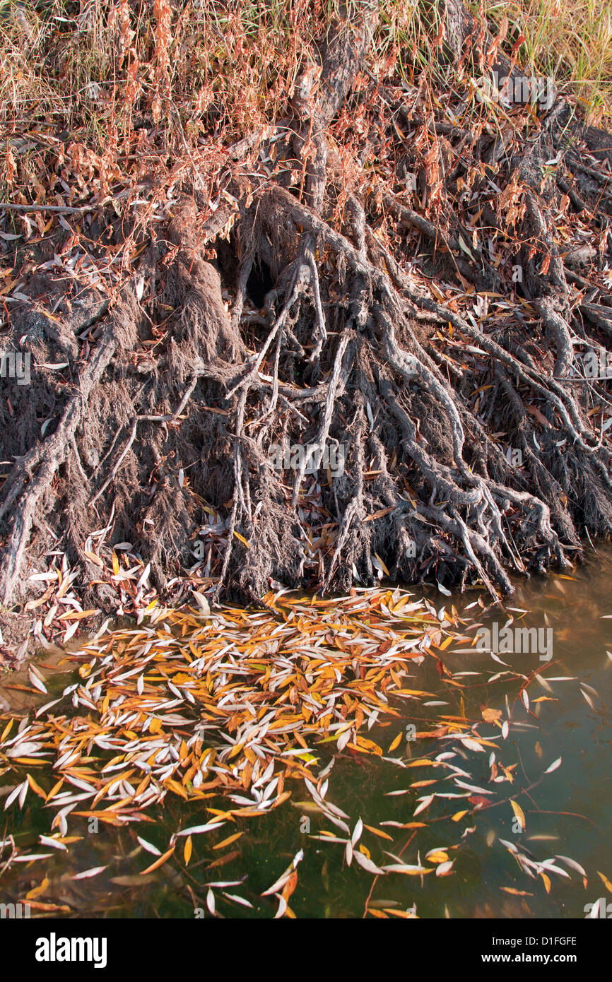 Tree root going to the water at autumn Stock Photo - Alamy