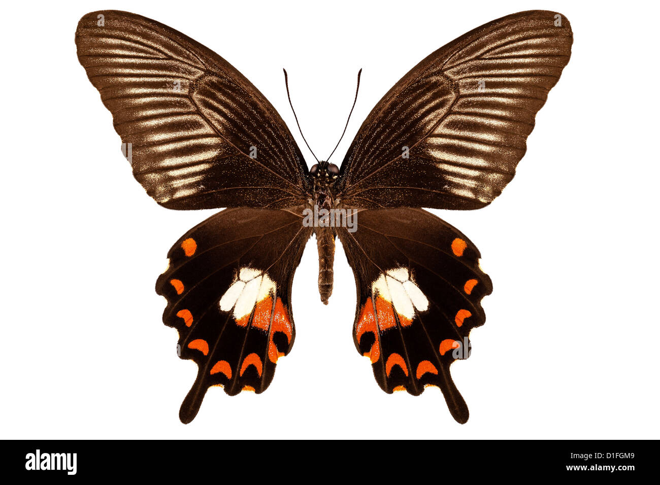 Butterfly species papilio polytes mandane "Common Mormon Stock Photo ...