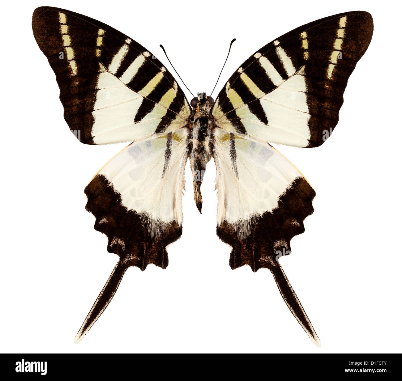 Butterfly species graphium decolor atratus Stock Photo - Alamy