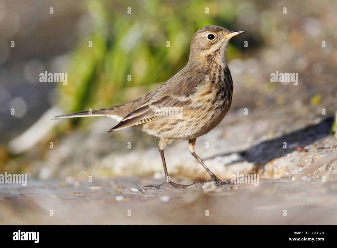 Queen Mother Reservoir High Resolution Stock Photography and Images - Alamy