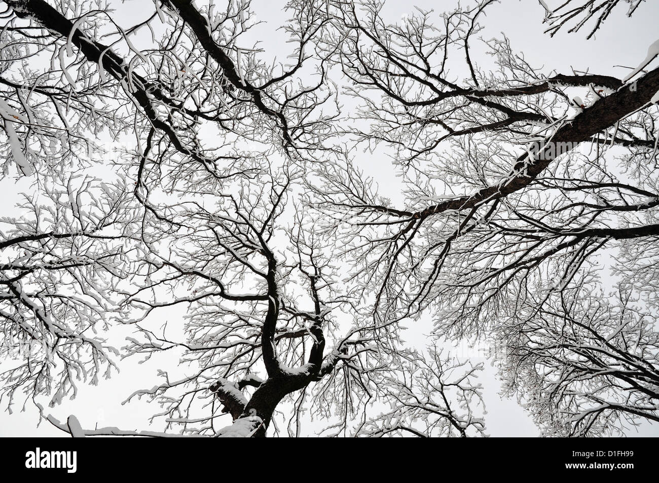 Leafless Tree Branches Perspective. Top Of Trees Against Sky Stock ...