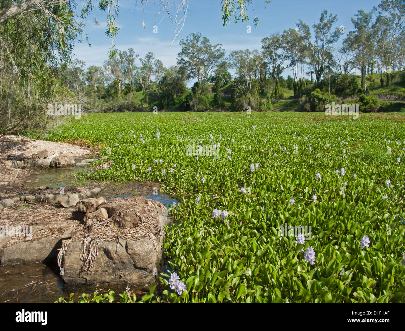 Environmental Weeds Australia High Resolution Stock Photography and ...