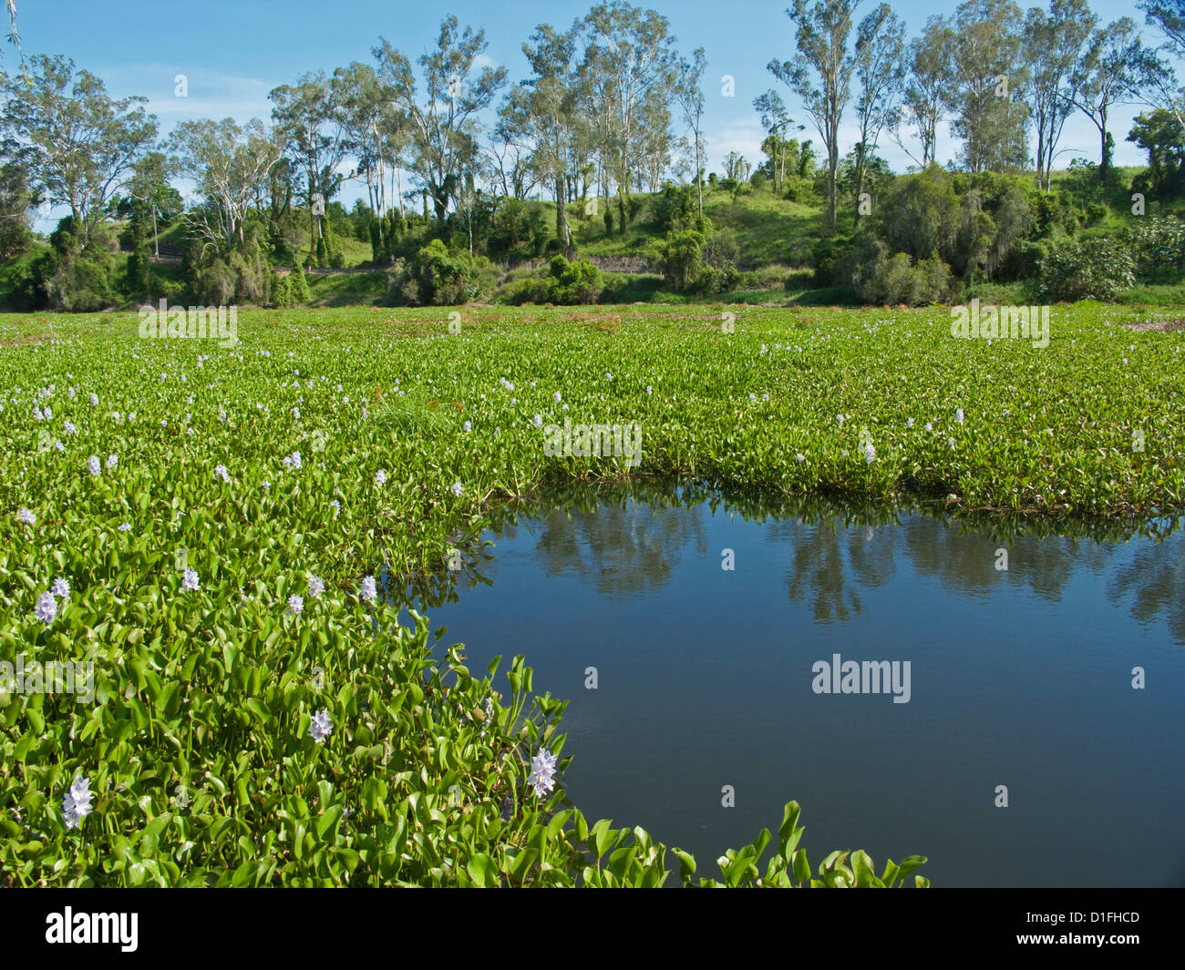 Water hyacinth, Eichhornia crassipes, introduced aquatic weed covering ...
