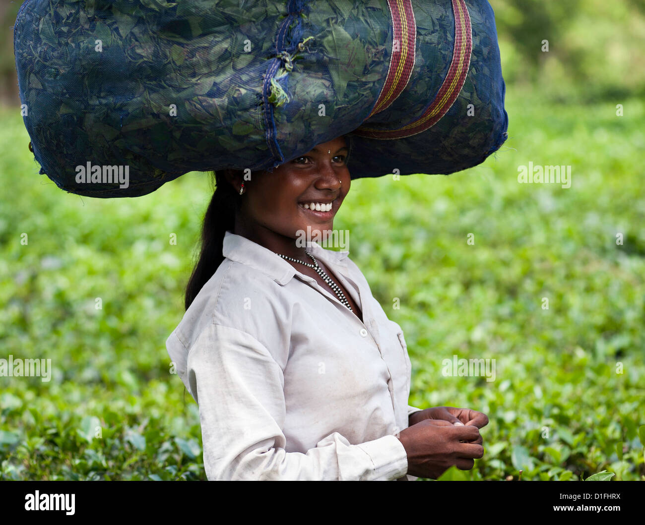 Tea harvester hi-res stock photography and images - Alamy